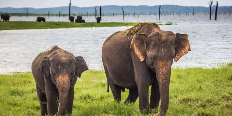 Udawalawe: National Park Safari & Elephant Transit Home Tour - The Sum Up