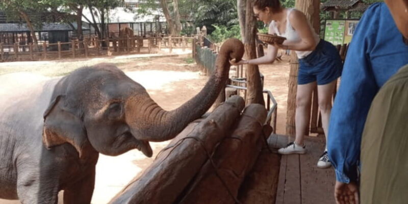 Udawalawe National Park Safari & Elephant Transit Home Visit - The Practical Side: What’s Included and What’s Not