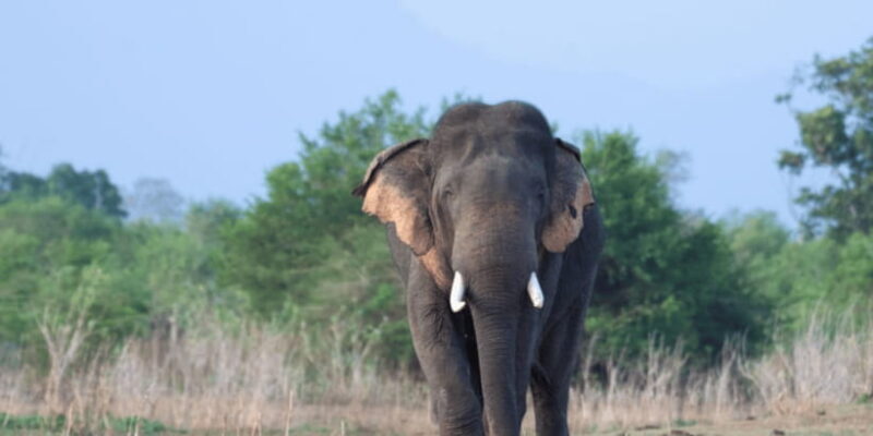 Udawalawe National Park Safari & Elephant Transit Home Visit - Value for Money
