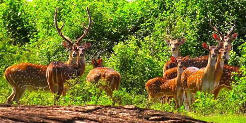 Udawalawe National Park Safari & Elephant Transit Home Visit - Who Should Consider This Tour?