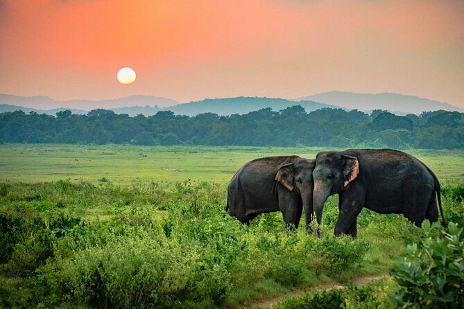 Udawalawe National Park Safari from Ahangama - An In-Depth Look at the Udawalawe Safari Experience