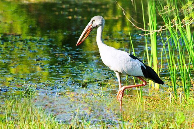 Udawalawe National Park Safari from Ahungalla - Authentic Experiences Based on Real Feedback