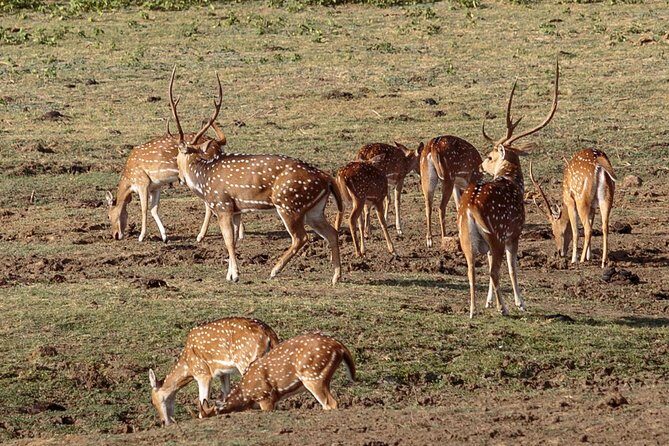 Udawalawe National Park Safari from Bentota - Practical Details and Tips