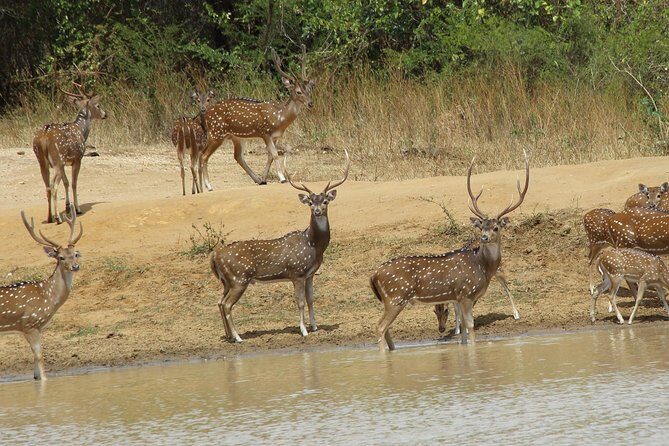 Udawalawe National Park Safari from Beruwala Hotels - FAQ