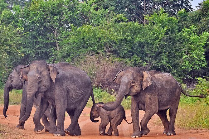 Udawalawe National Park Safari from Colombo - Wildlife Sightings and Birdwatching
