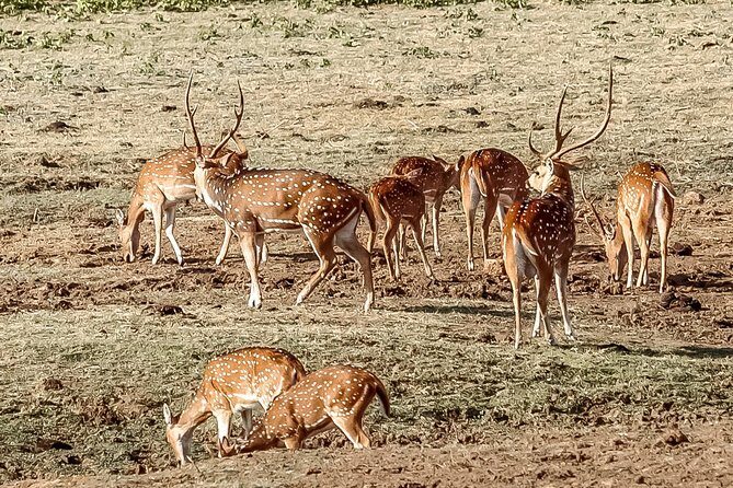 Udawalawe National Park Safari from Colombo - Practical Details & Value