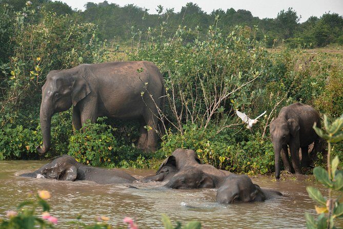 Udawalawe National Park Safari from Colombo - Final Thoughts