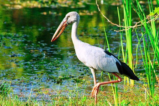 Udawalawe National Park Safari from Dikwella - Why This Tour Might Be Perfect for You