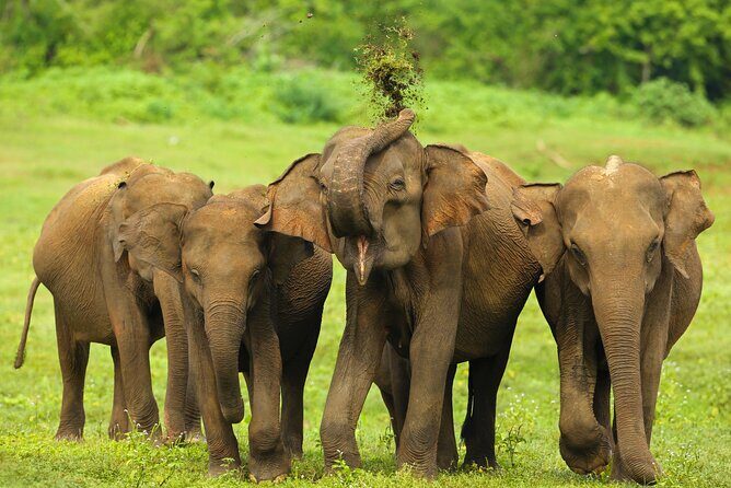 Udawalawe National Park Safari from Dikwella - The Sum Up