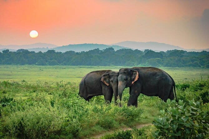 Udawalawe National Park Safari from Ella - A Close Look at the Itinerary and Experience