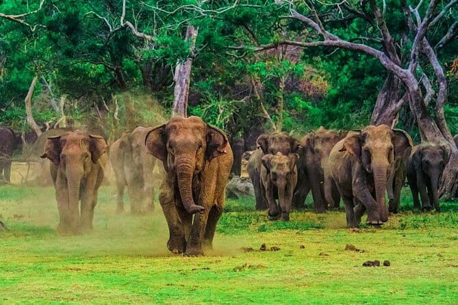 Udawalawe National Park Safari from Ella - FAQs
