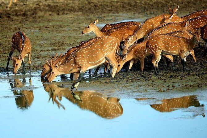 Udawalawe National park Safari From Galle/Mirissa/Weligama (All inclusive) - FAQ