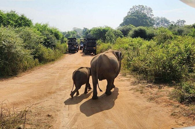 Udawalawe National Park Safari | From Hambantota Port - Final Thoughts
