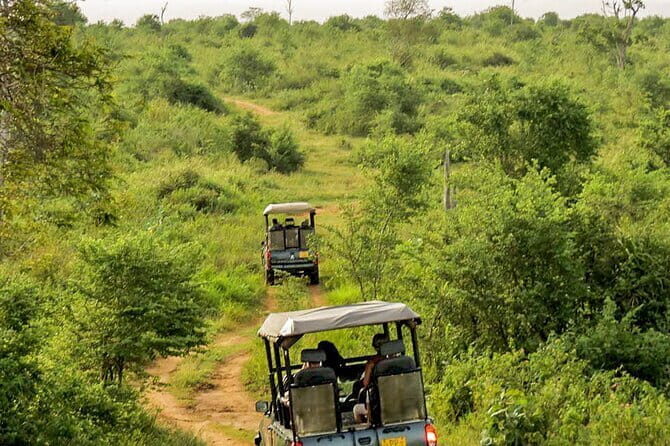 Udawalawe National Park Safari from Hambantota Seaport - An In-Depth Look at the Tour Experience