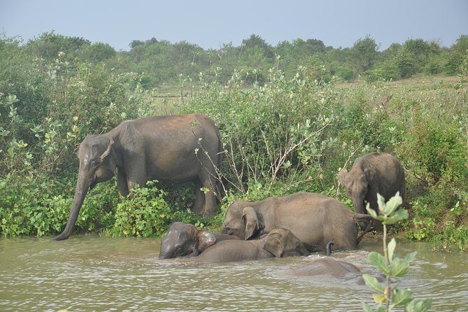 Udawalawe National Park Safari from Hikkaduwa - The Booking Experience and Price Analysis
