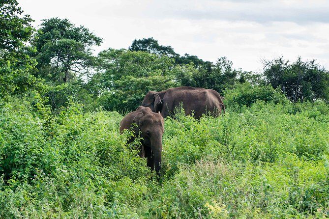 Udawalawe National Park Safari | From Mirissa | Galle | Weligama - FAQ
