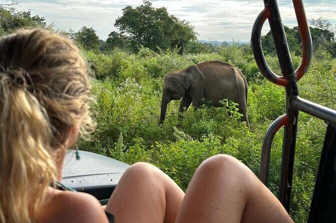Udawalawe National Park Safari from Mirissa or Weligama - Introduction