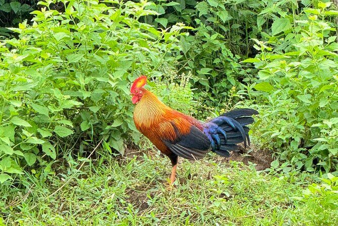 Udawalawe National Park Safari from Mirissa or Weligama - What Travelers Say