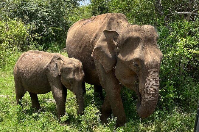 Udawalawe National Park Safari from Mirissa or Weligama - Practical Tips for Booking and Enjoying This Tour