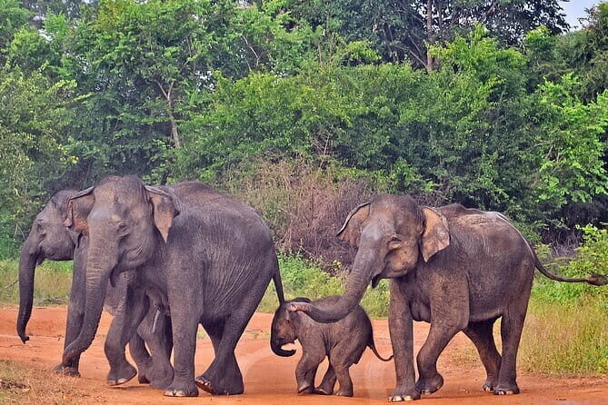 Udawalawe National Park Safari from Tangalle - Authentic Encounters and Real Experiences