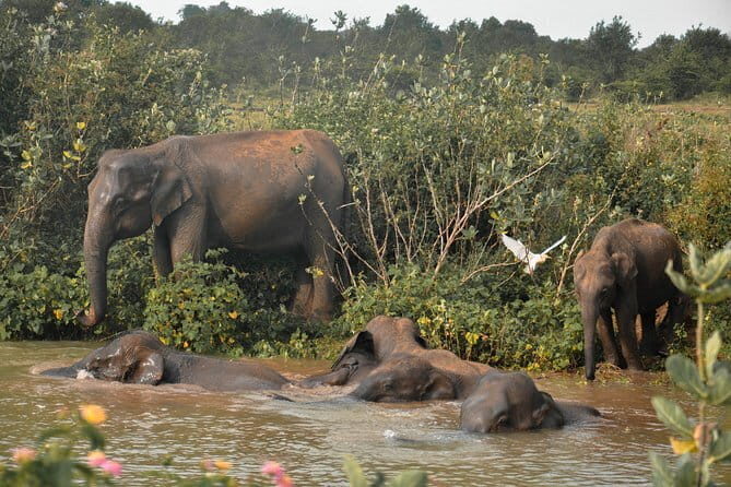 Udawalawe National Park Safari from Tangalle - Who Would Enjoy This Tour Most?