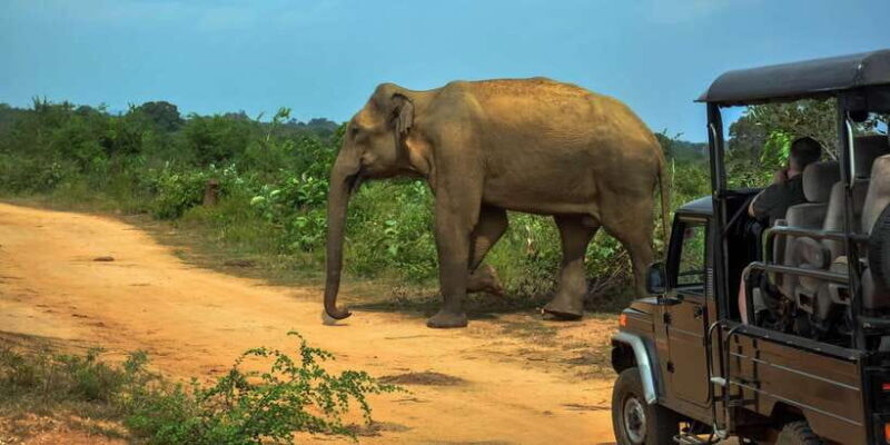Udawalawe National Park Safari from Weligama - Key Points