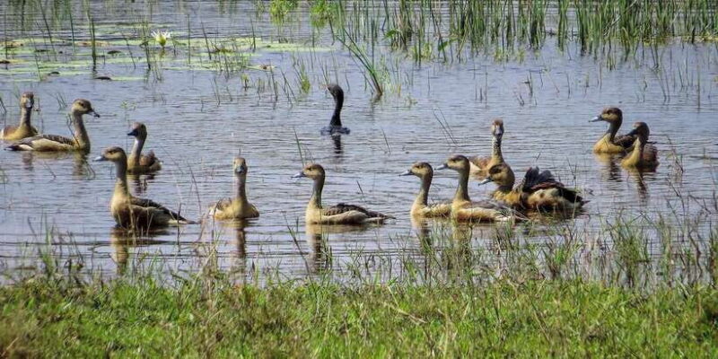 Udawalawe National Park Safari from Weligama - The Itinerary in Detail