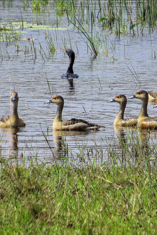 Udawalawe National Park Safari from Weligama - Is the Price Justified?