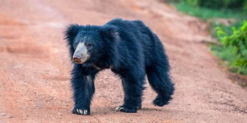 Udawalawe National Park Safari from Weligama - Who Is This Tour Best Suited For?