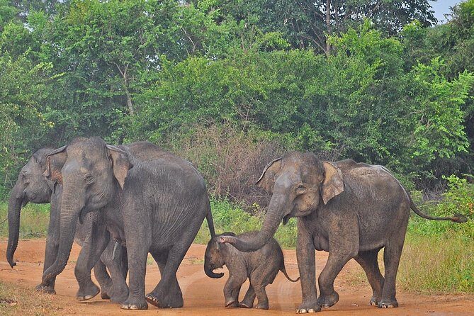 Udawalawe National Park Safari from Yala - Key Points