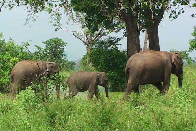 Udawalawe National Park Safari. Private full day tour from Bentota. - Final Thoughts