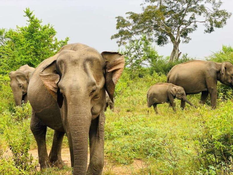Udawalawe National Park Safari Tour - Who Should Consider This Tour?