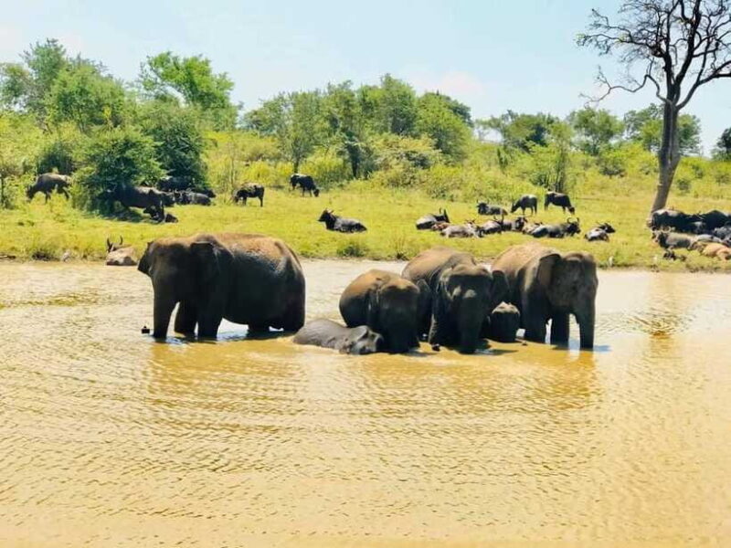 Udawalawe National Park Safari Tour - Final thoughts