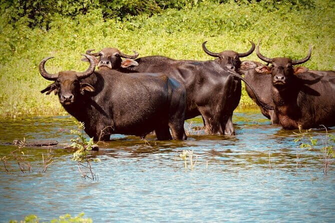 Udawalawe National Park Safari Tour - Final Thoughts