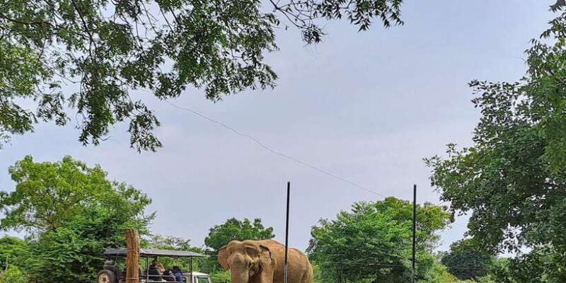 Udawalawe National Park Safari Tour - Key Points