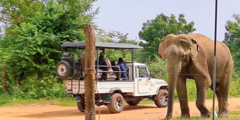 Udawalawe National Park Safari Tour - Introduction: What to Expect from the Udawalawe Safari