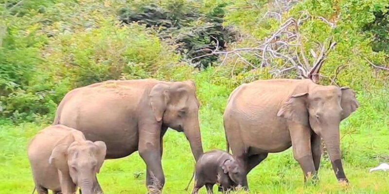 Udawalawe National Park Safari Tour - The Itinerary in Detail