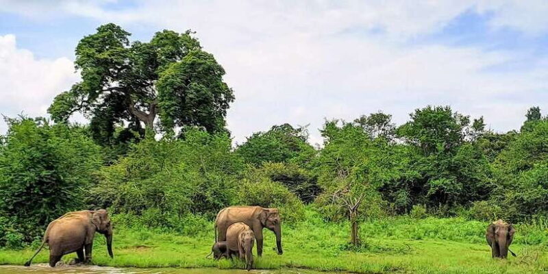 Udawalawe National Park Safari Tour - The Sum Up: Is It Worth Your While?