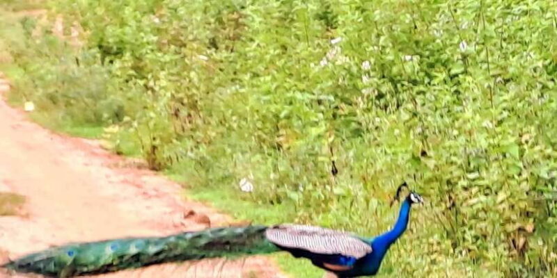 Udawalawe National Park Safari Tour - FAQ