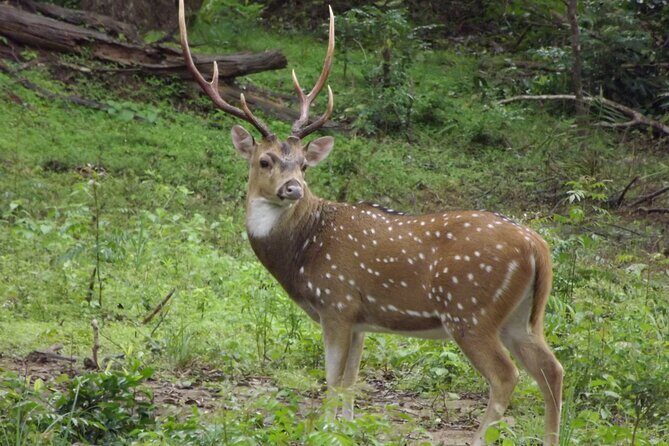 Udawalawe National Park Safari Tours - Who Will Get the Most Out of This Tour?
