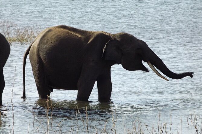 Udawalawe National Park Safari Tours - FAQ