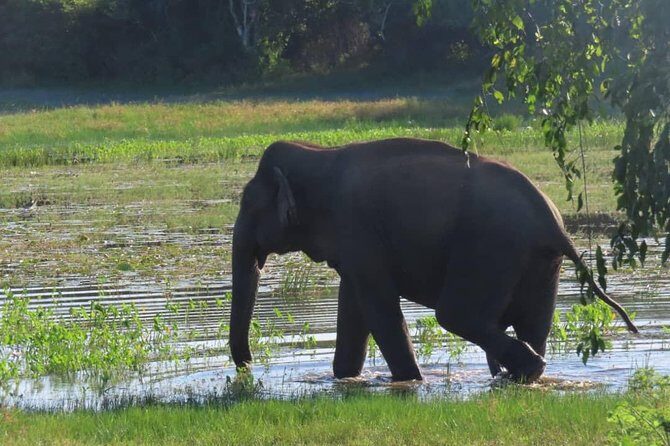 Udawalawe National Park Safari trip from Galle/Mirissa/Ella - Why This Tour Works Well