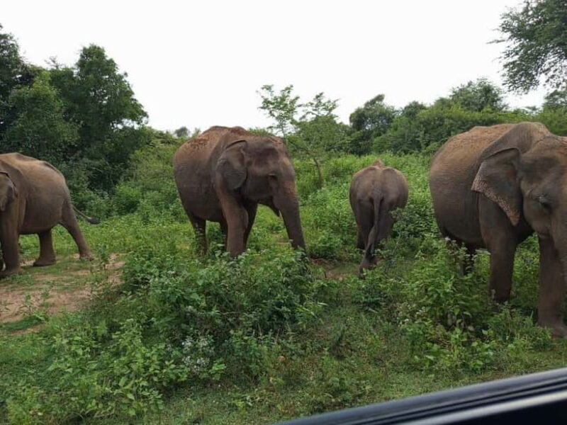 Udawalawe: National Park Safari with Elephant Transit Home - Key Points