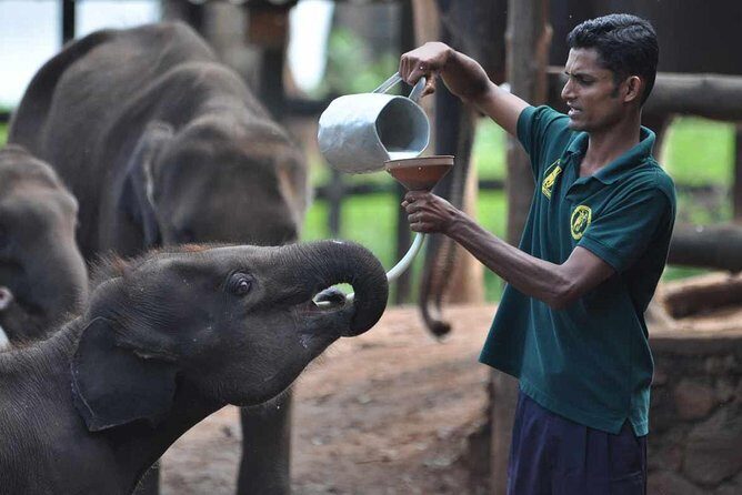 Udawalawe National Park Safari with Elephant Transit Home Visit - Practical Details and What to Expect