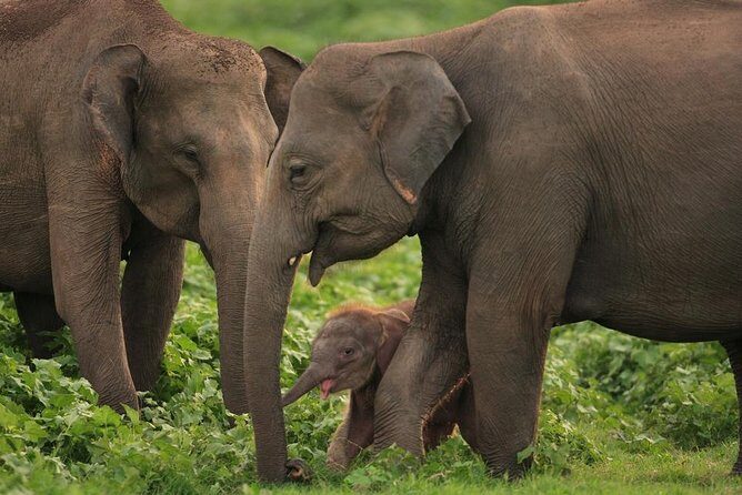 Udawalawe National Park Safari with Elephant Transit Home Visit - Who Should Consider This Tour?