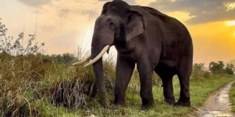 Udawalawe National Park: Safari with Experienced Driver - Key Points