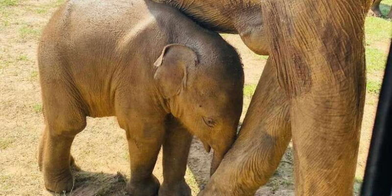 Udawalawe National Park: Safari with Experienced Driver - Practical Details and What to Bring