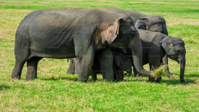 "Udawalawe National Park Safari with Pickup & Drop-off" - Key Points