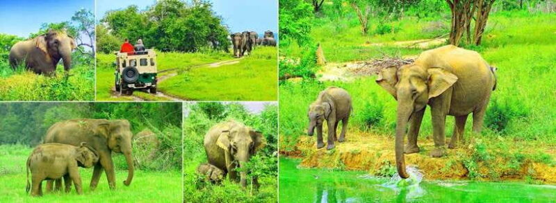 "Udawalawe National Park Safari with Pickup & Drop-off" - An Authentic Look at the Udawalawe Safari Experience