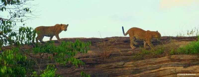 "Udawalawe National Park Safari with Pickup & Drop-off" - FAQ